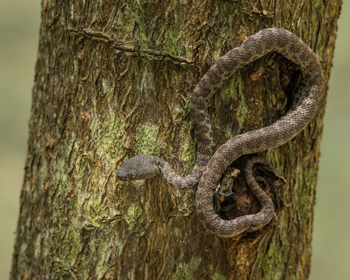 World’s Best Climbers - Earth Rangers