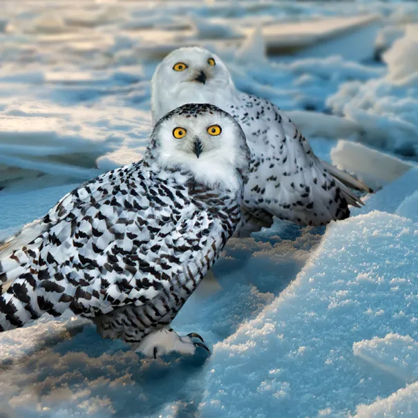 Ottawa Valley Project: Flying Squirrel, Red Fox and Snowy Owl - Earth ...