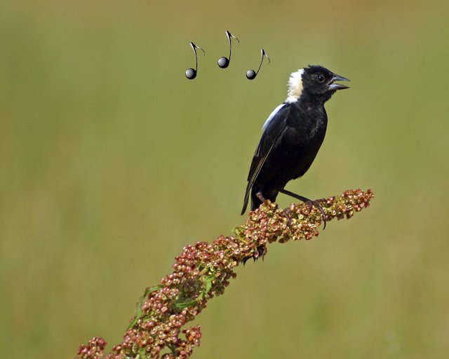 Ten Things You Didn’t Know About Bobolinks - Earth Rangers