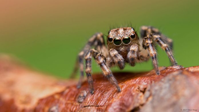 World’s Best Climbers - Earth Rangers