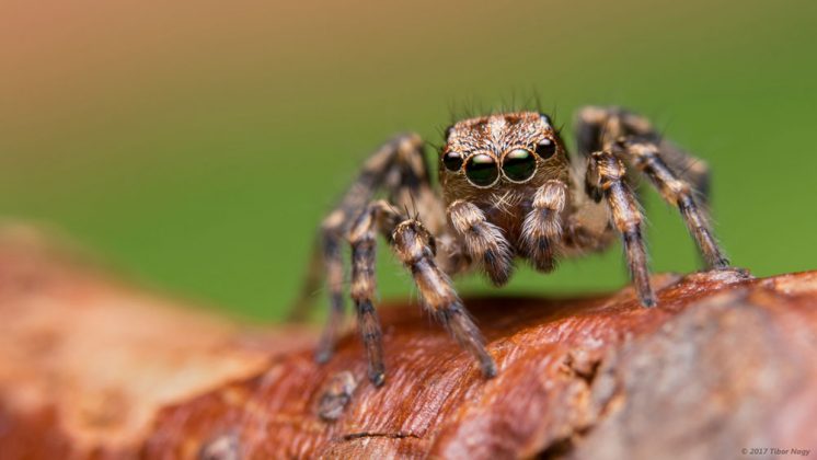 World’s Best Climbers - Earth Rangers