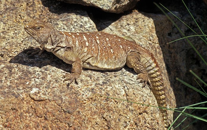 Podcast: Wild Pigs, Spiky Lizards and a Duckling in Distress - Earth ...