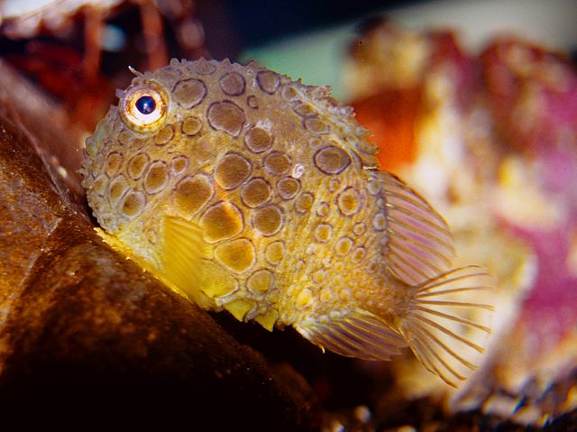 Top Ten Strangest Looking Fish - Earth Rangers