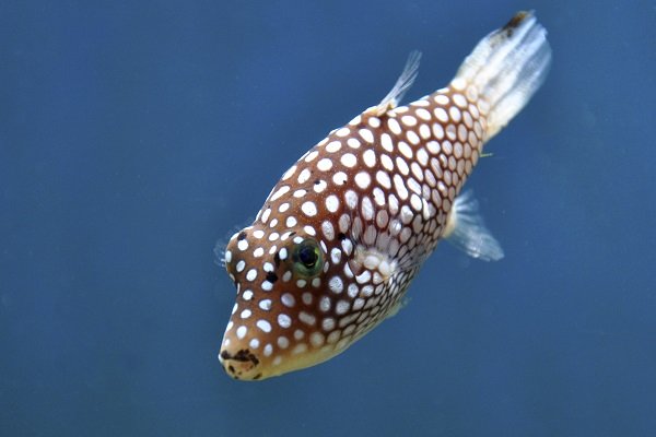 Top Ten Underwater Animals with Spots - Earth Rangers