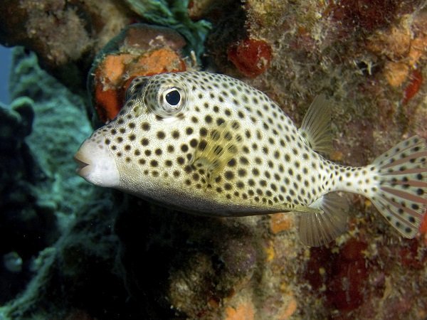 Top Ten Underwater Animals with Spots - Earth Rangers