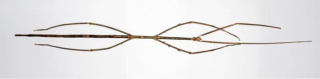 The Biggest Stick Insect - Earth Rangers