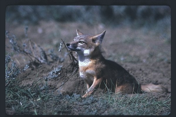 Grasslands National Park and the Swift Fox - Earth Rangers