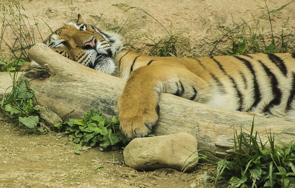 Top Ten Animals Chillin in the Sun - Earth Rangers