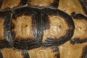 Top Ten Facts about Turtle Shells - Earth Rangers