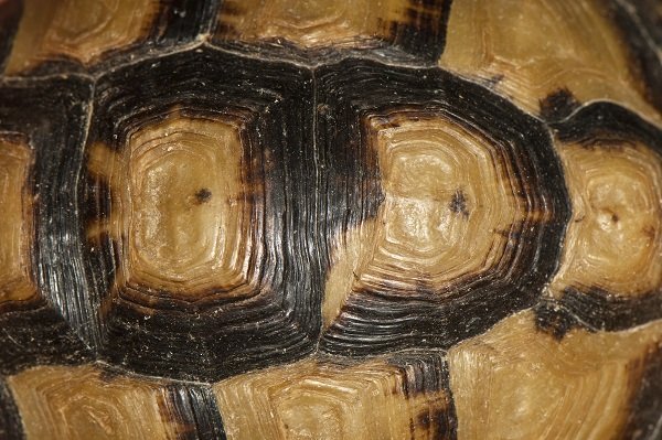 Top Ten Facts about Turtle Shells - Earth Rangers