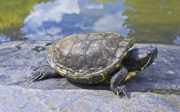 Top Ten Animals Chillin in the Sun - Earth Rangers