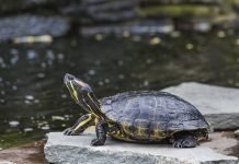 Top Ten Facts about Turtle Shells - Where kids go to save animals!