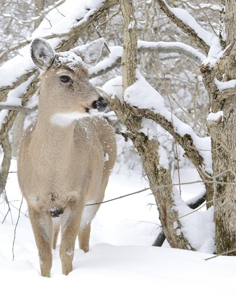 Top Ten Animals that Love the Snow - Earth Rangers