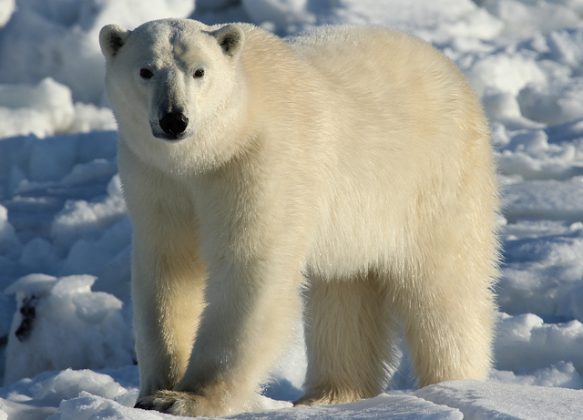 Polar Bears Have Clear Hair, So Why Do They Look White? - Earth Rangers