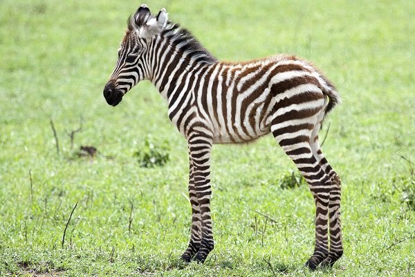 Top Ten Cutest African Animal Babies - Earth Rangers